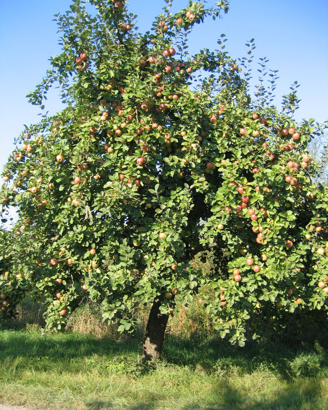 VollGut – Der Naturkostladen